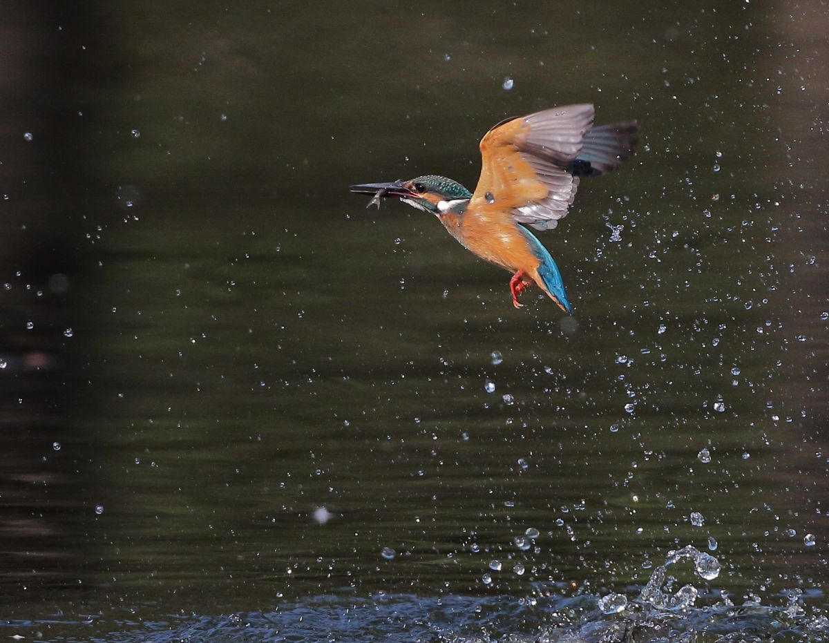 カワセミ442 | GANREF