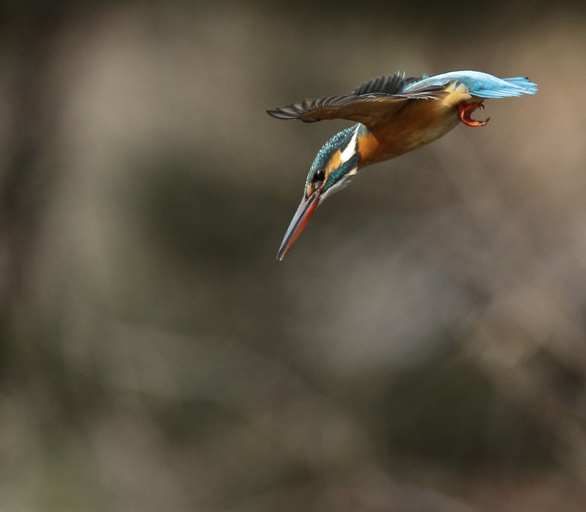 カワセミ643 | GANREF