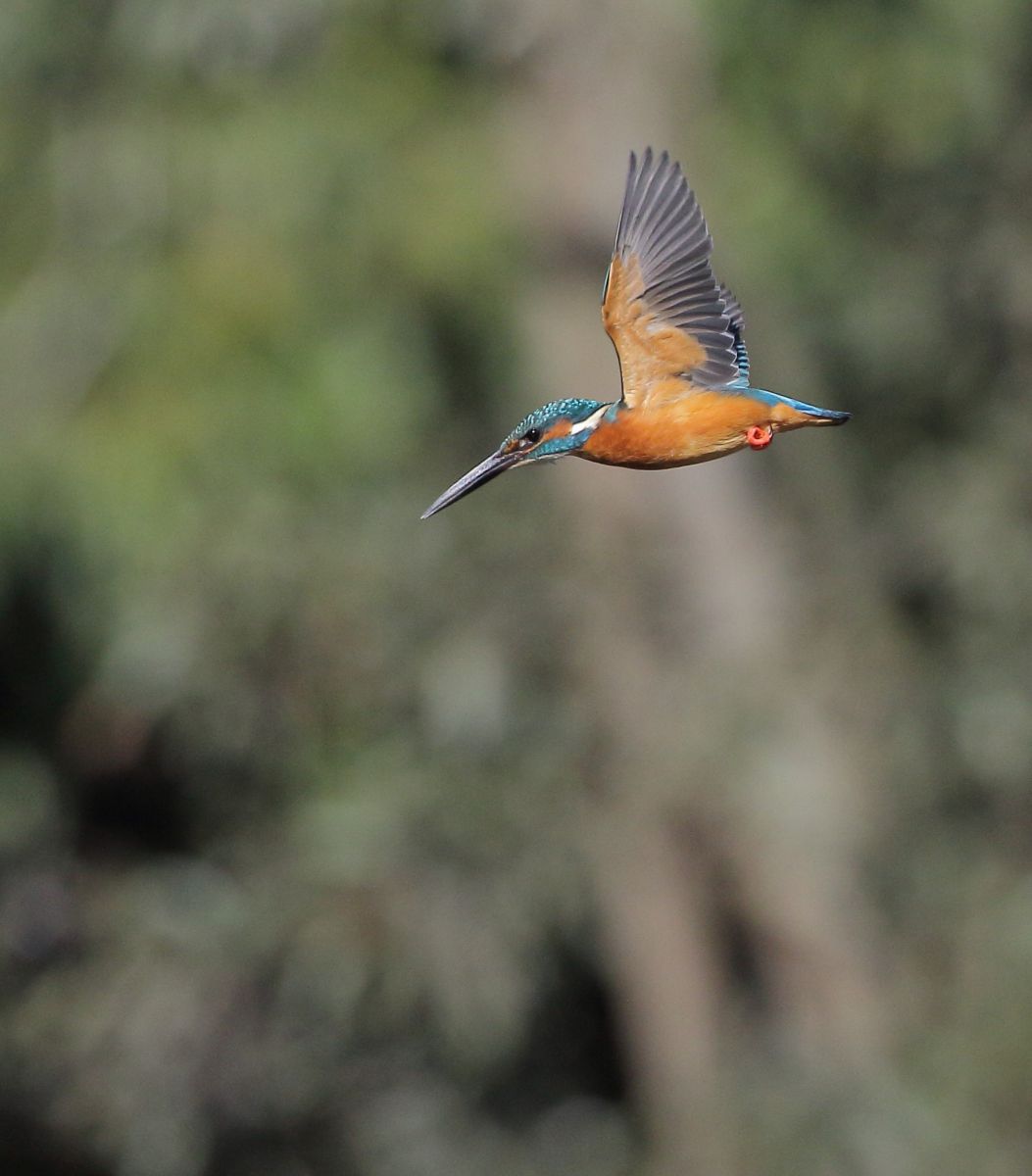 カワセミ498 | GANREF