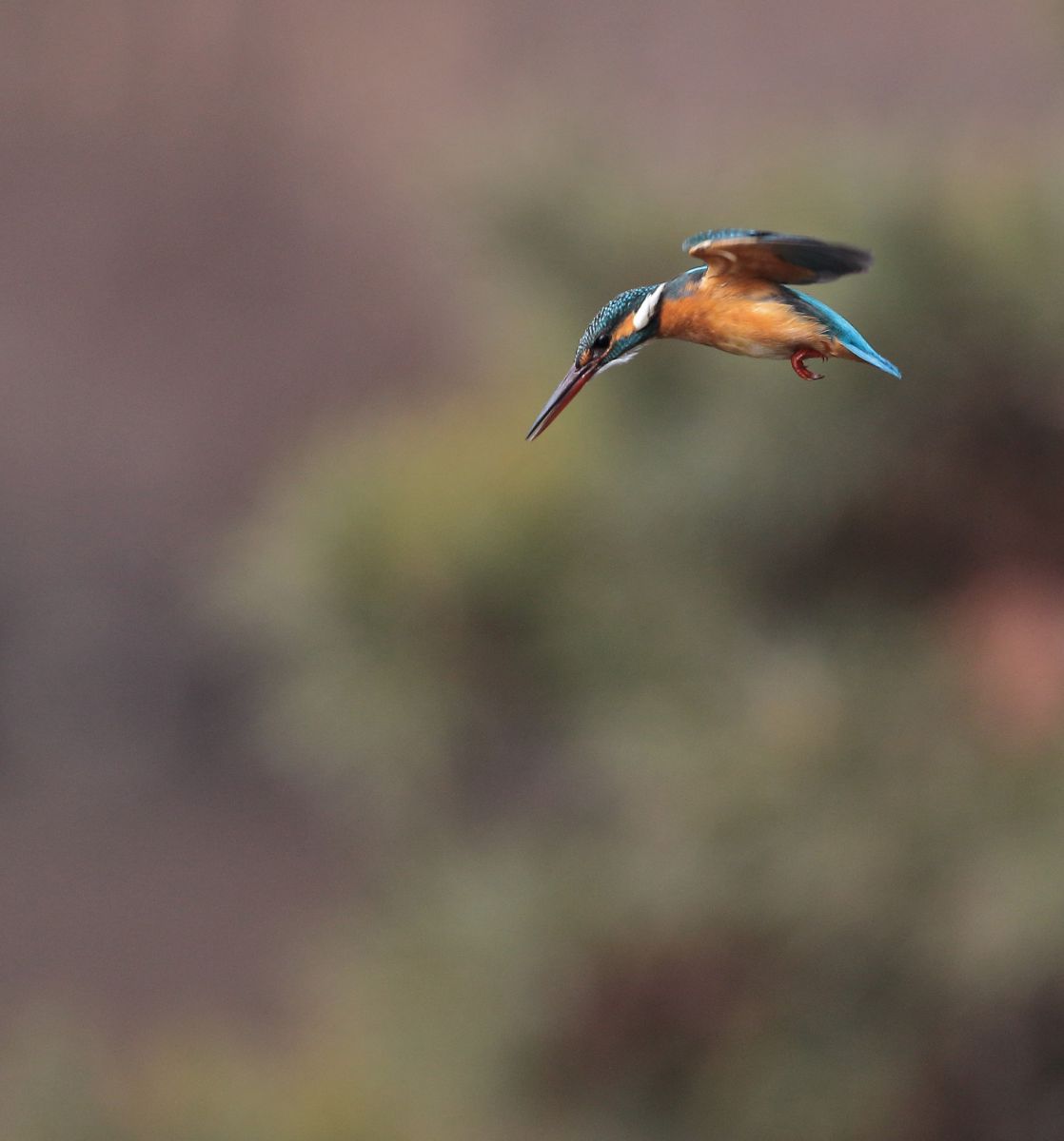 カワセミ636 | GANREF