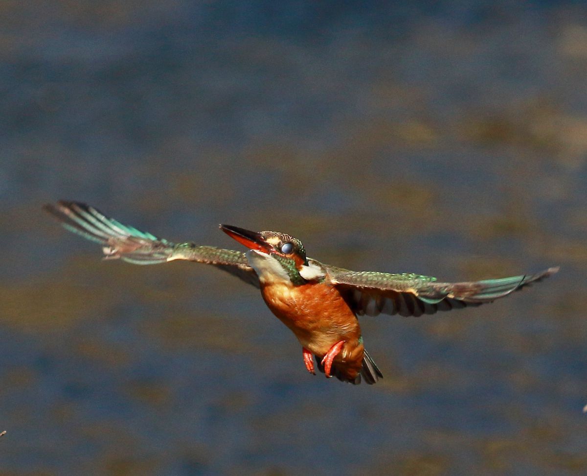 カワセミ607 | GANREF