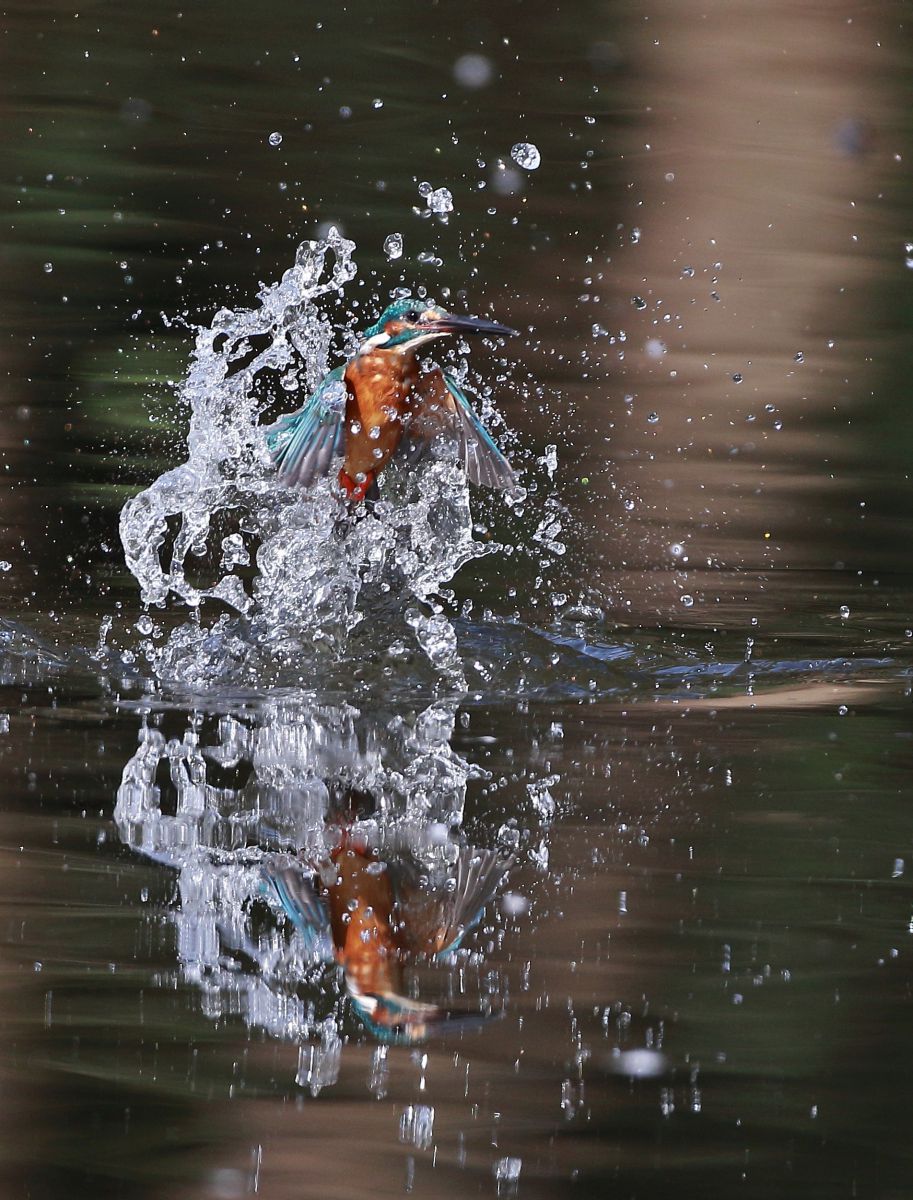 カワセミ450 | GANREF