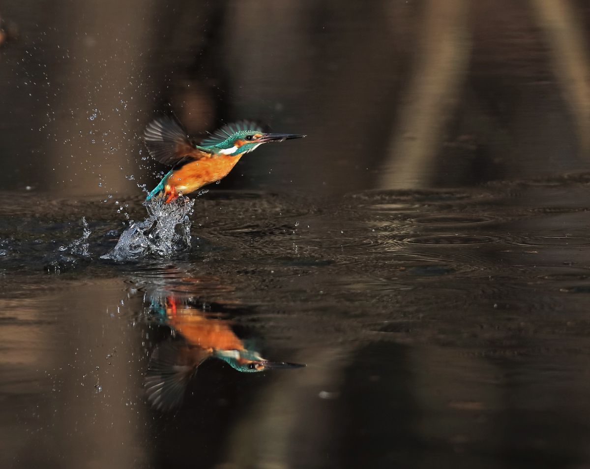 カワセミ290 | GANREF