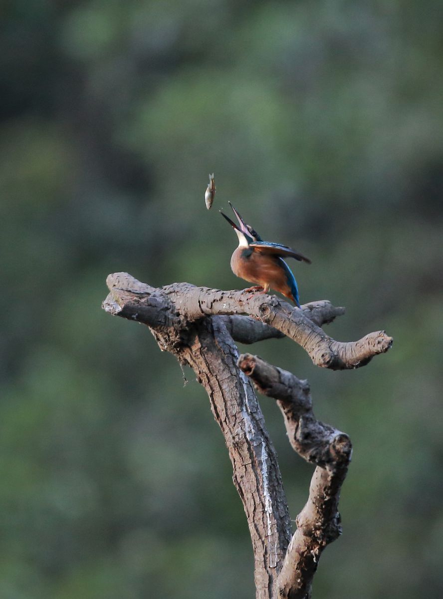 カワセミ445 | GANREF