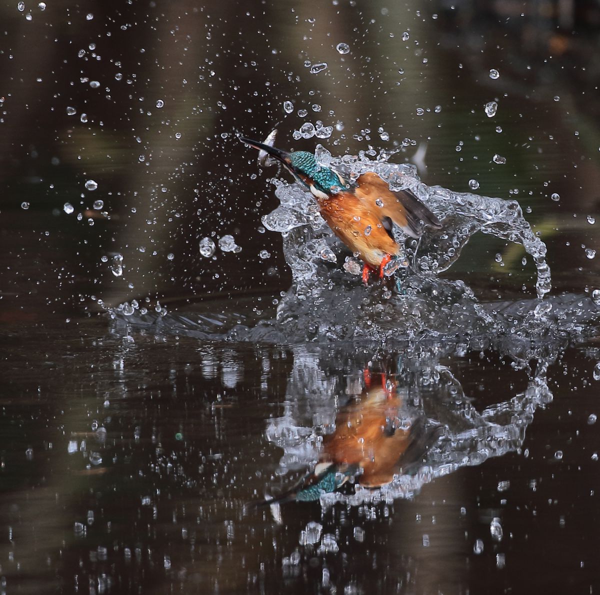 カワセミ265 | GANREF