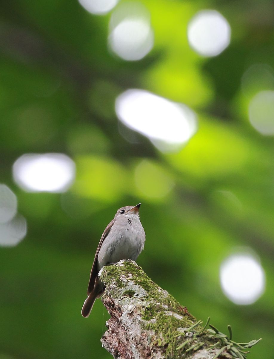 コサメビタキ | GANREF