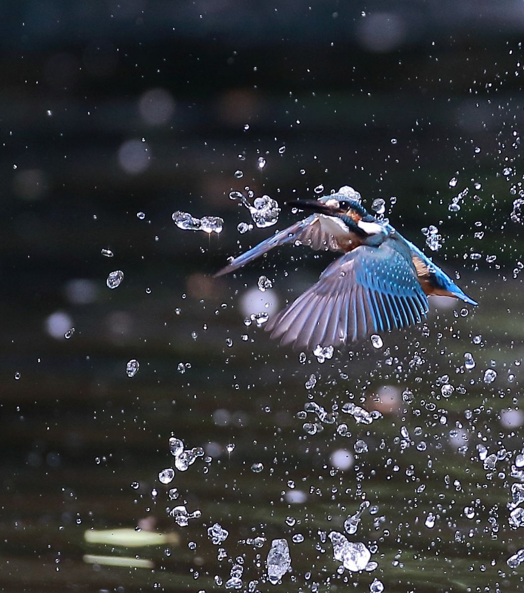 カワセミ165 | GANREF