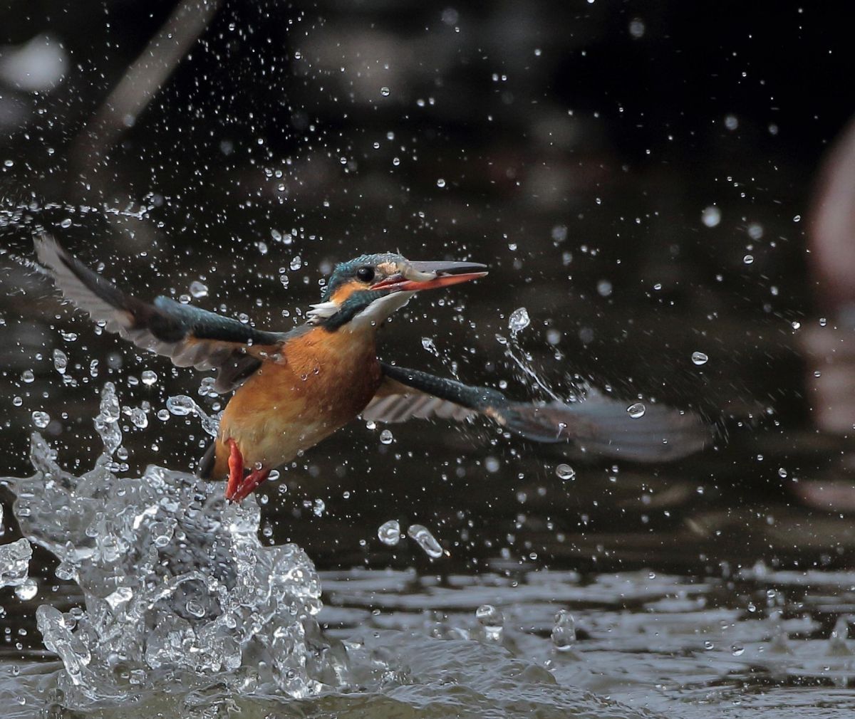 カワセミ652 | GANREF