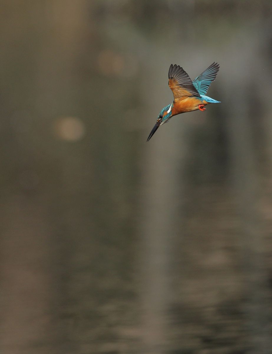 カワセミ571 | GANREF