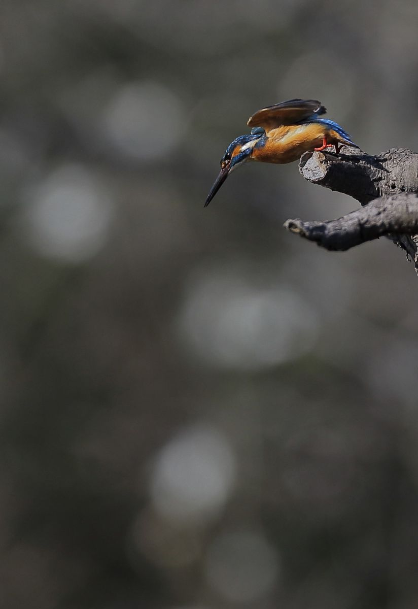 カワセミ360 | GANREF