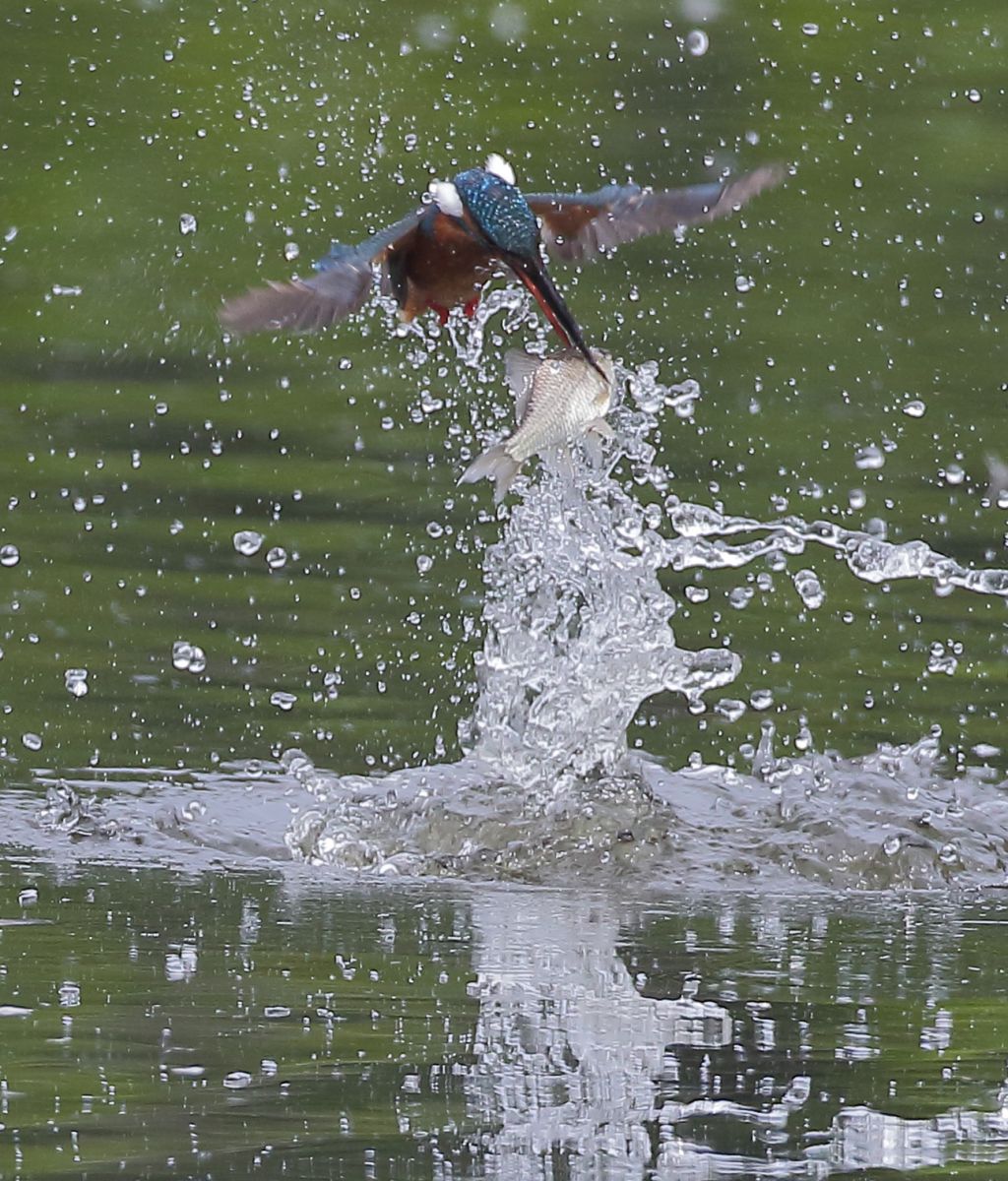 カワセミ140 | GANREF