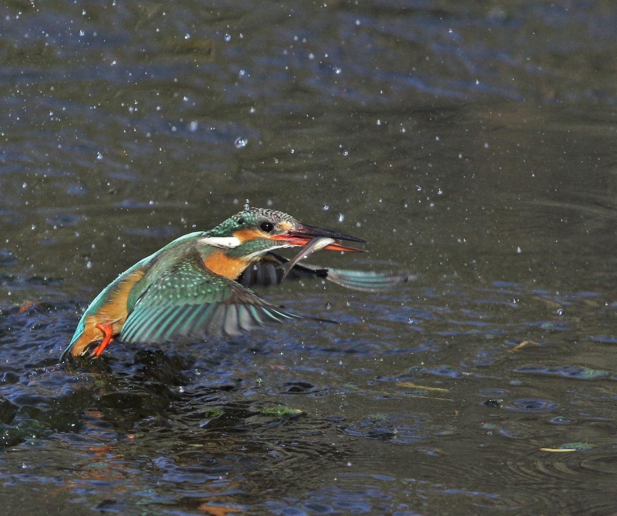 カワセミ596 | GANREF