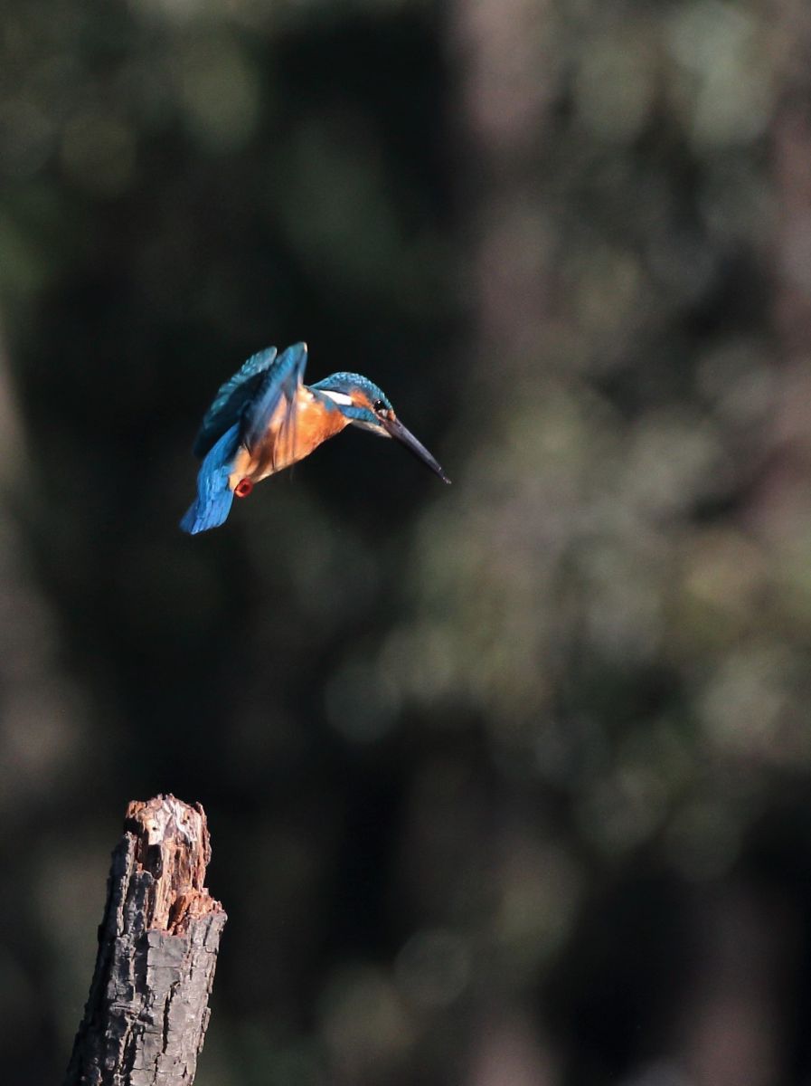 カワセミ496 | GANREF