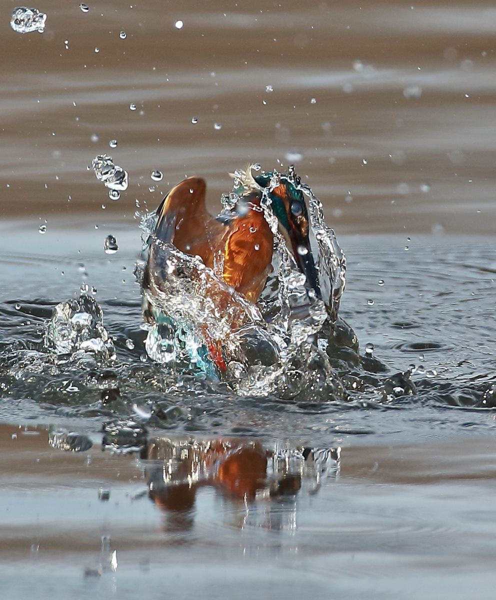 カワセミ288 | GANREF