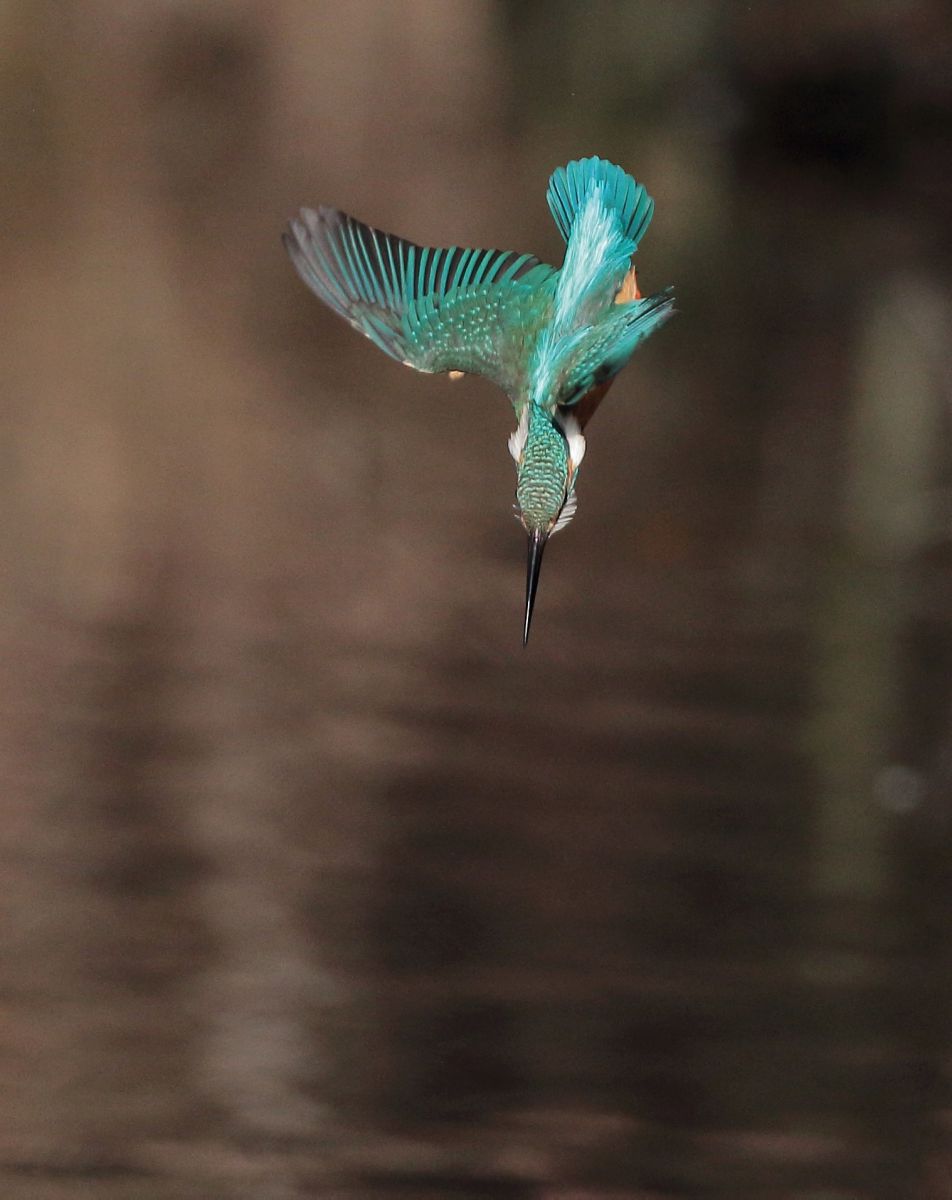 カワセミ587 | GANREF