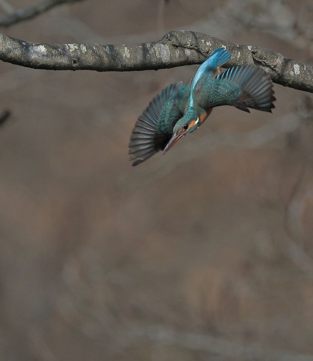 カワセミ673 | GANREF