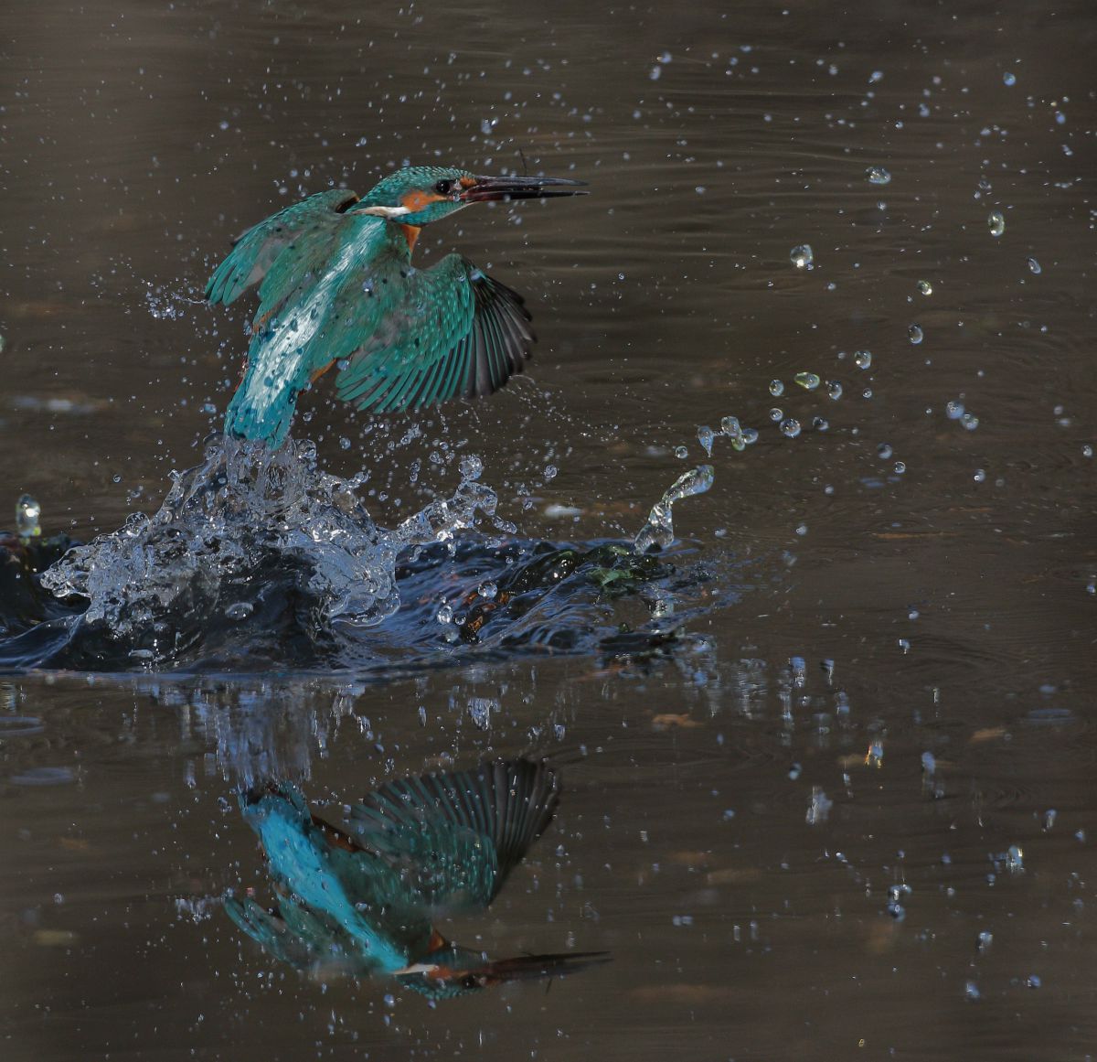 カワセミ307 | GANREF