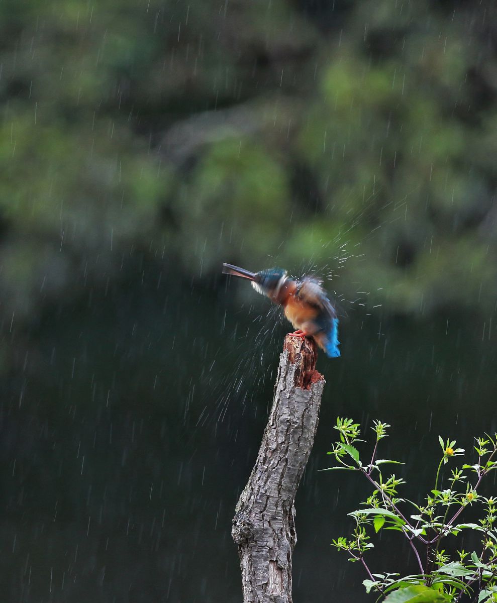 カワセミ456 | GANREF