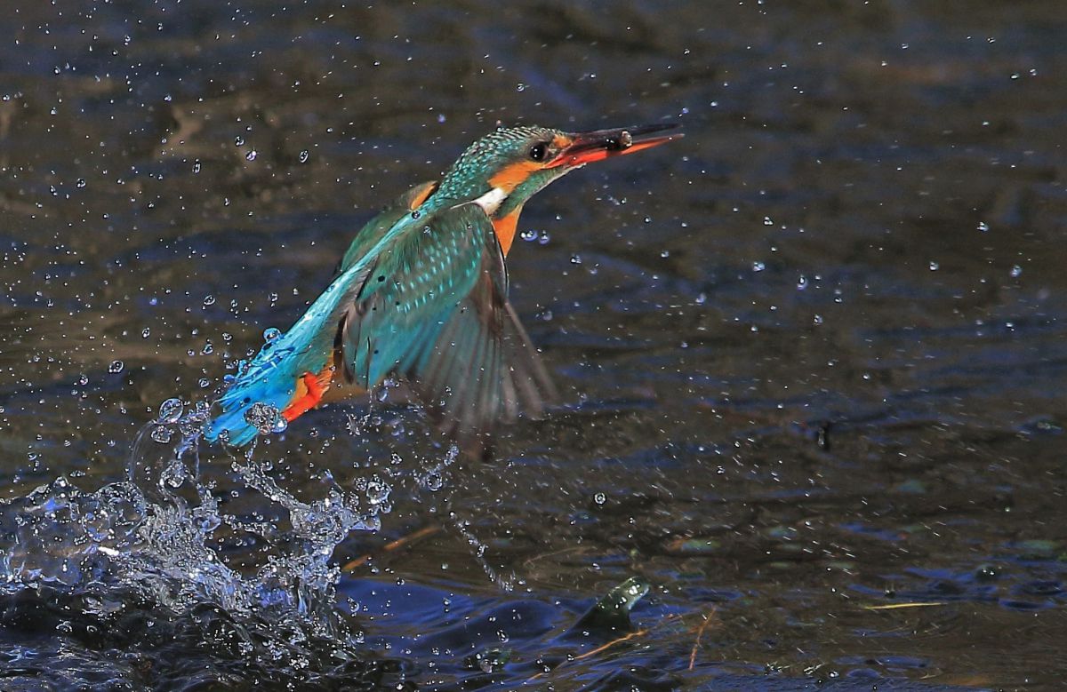 カワセミ615 | GANREF