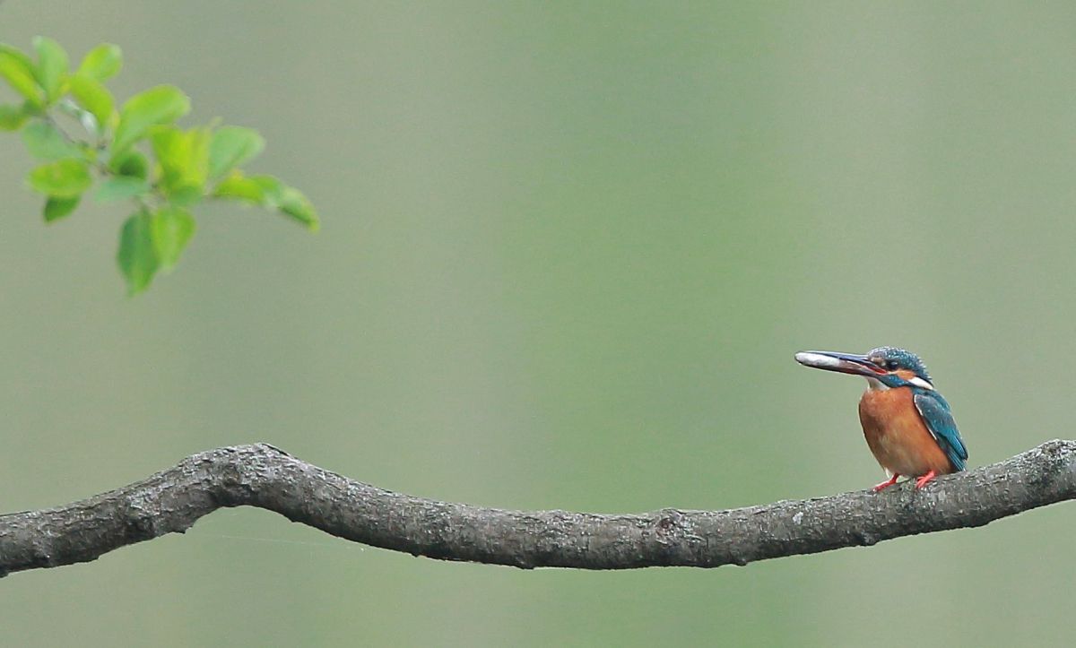 カワセミ753 | GANREF