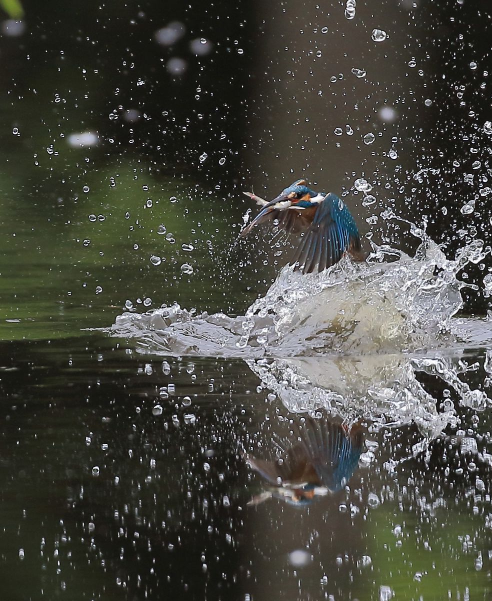 カワセミ142 | GANREF