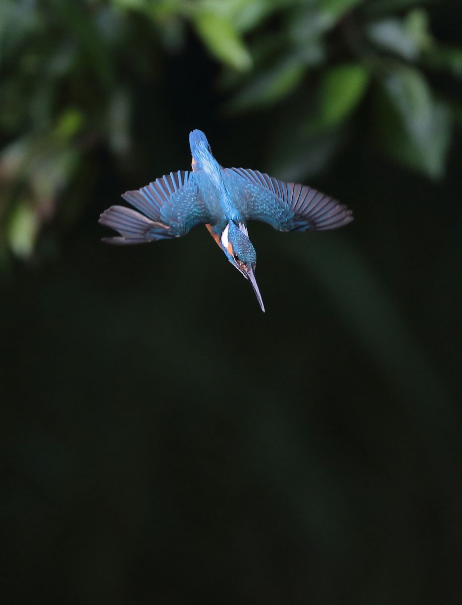 カワセミ159 | GANREF