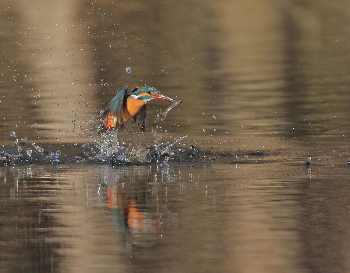 カワセミ649 | GANREF