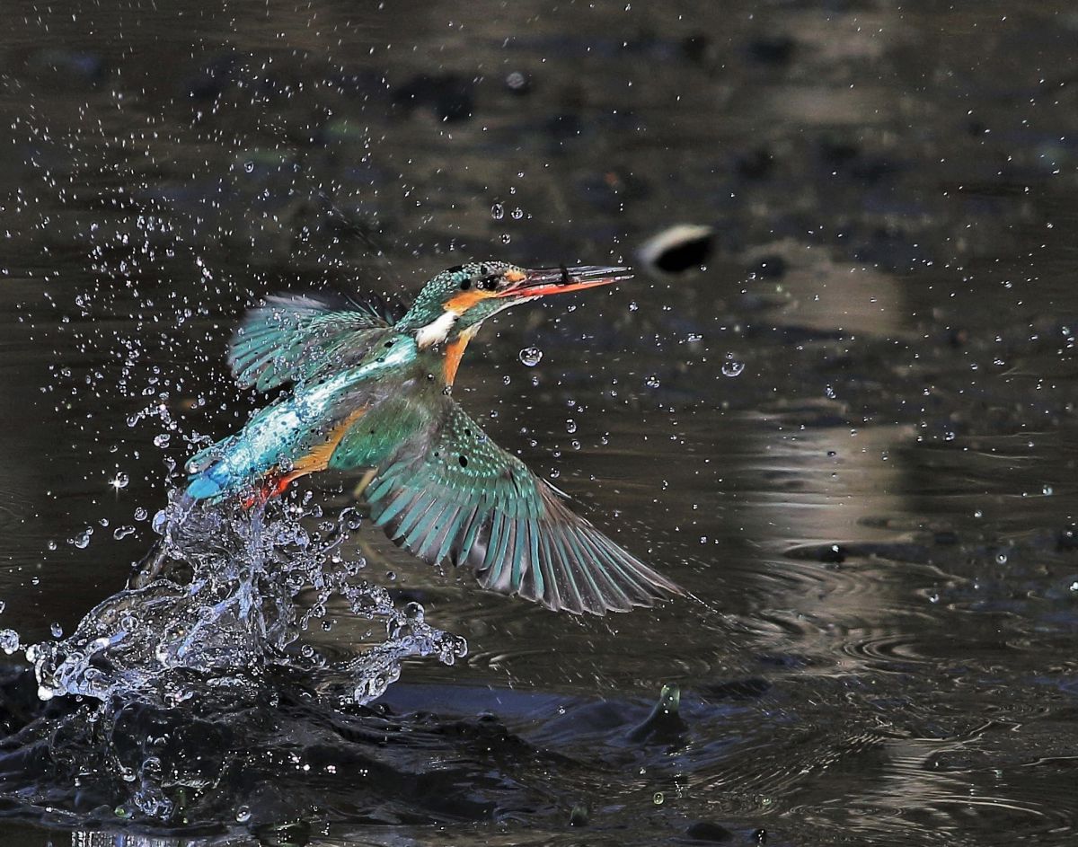 カワセミ627 | GANREF