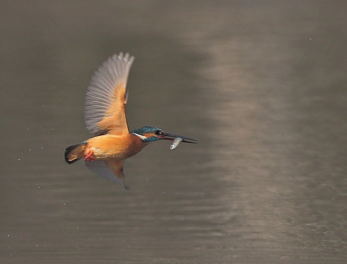 カワセミ665 | GANREF