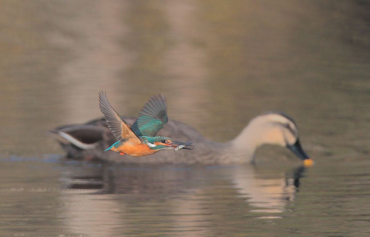 カワセミ889 | GANREF