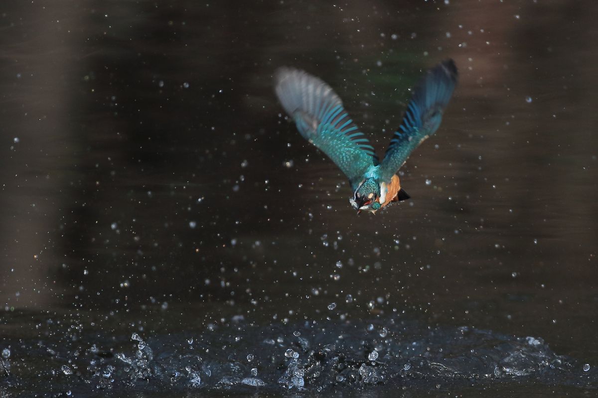 カワセミ332 | GANREF