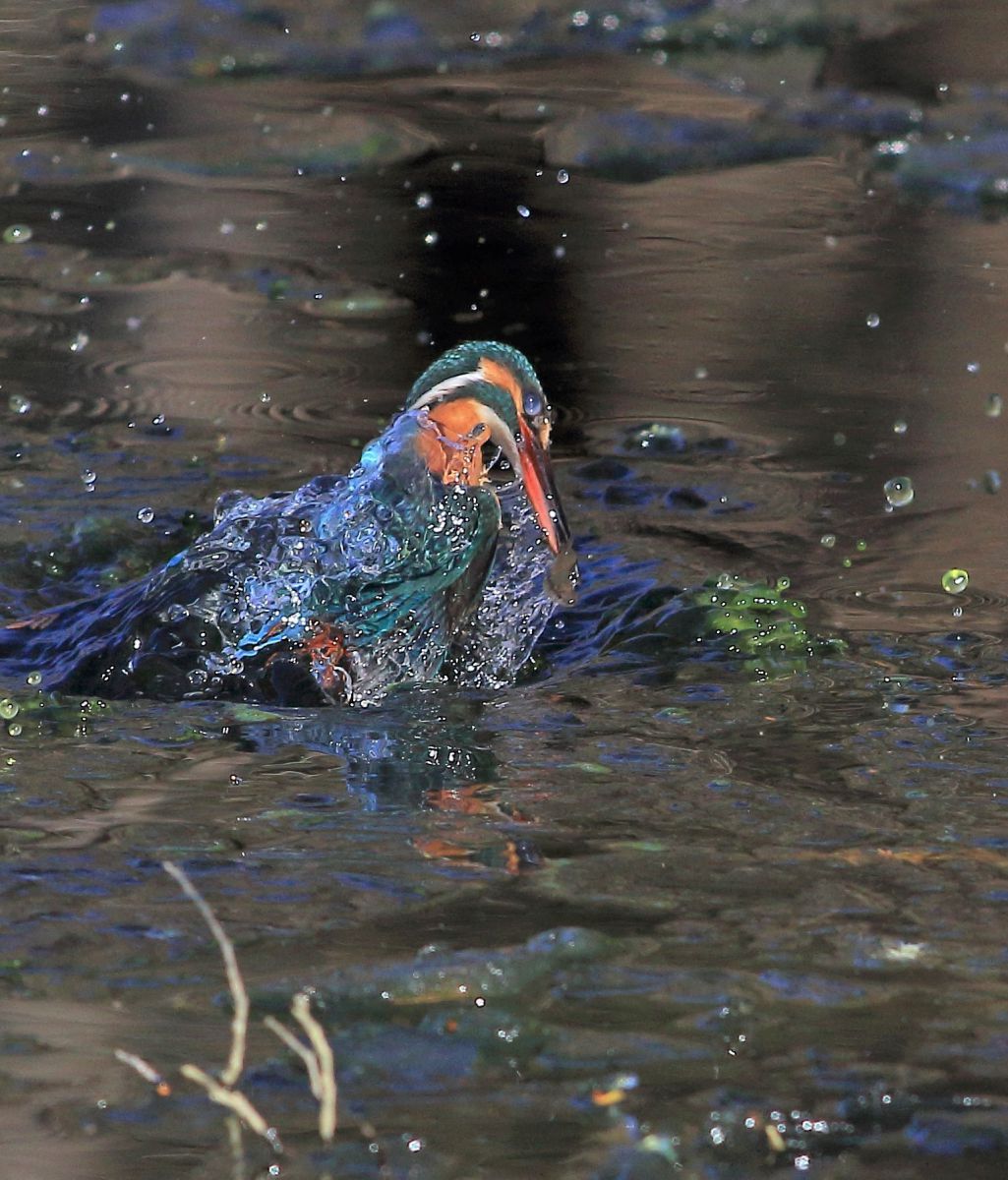 カワセミ625 | GANREF