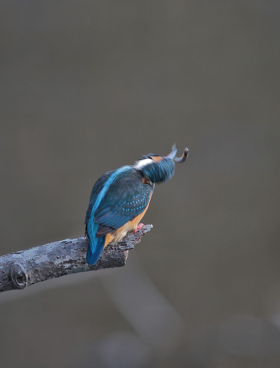 カワセミ621 | GANREF