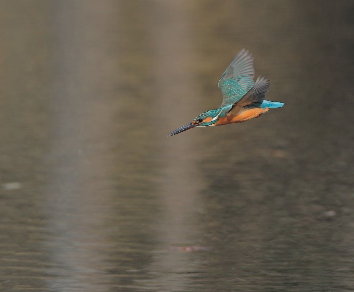 カワセミ891 | GANREF