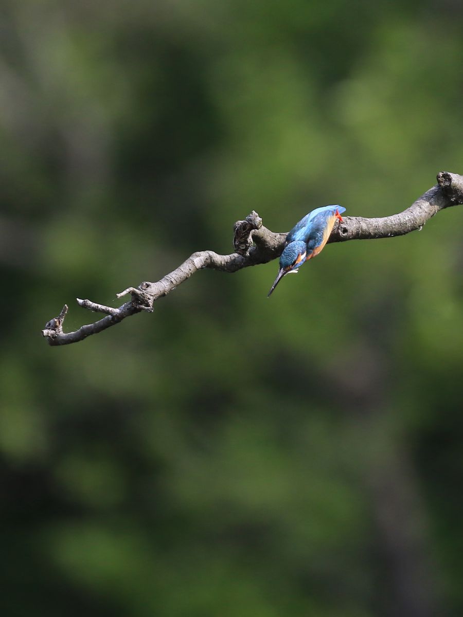 カワセミ120 | GANREF