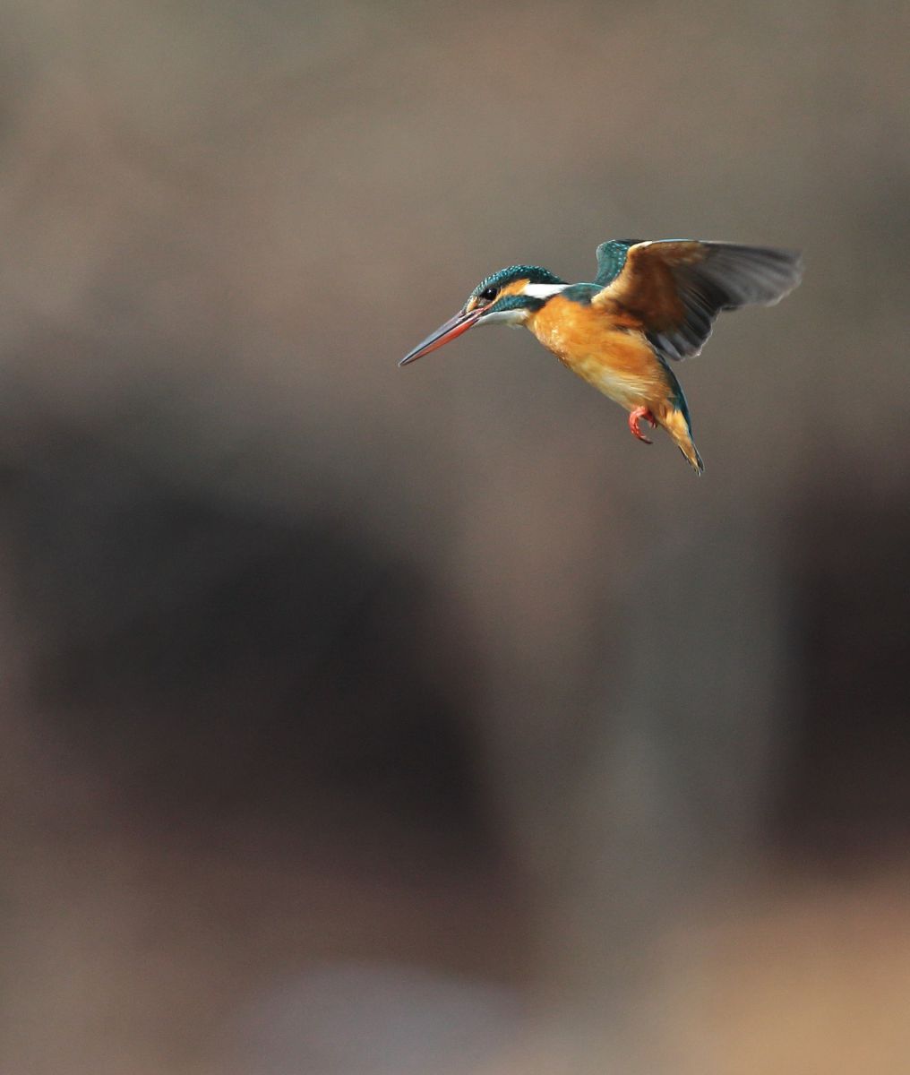 カワセミ641 | GANREF