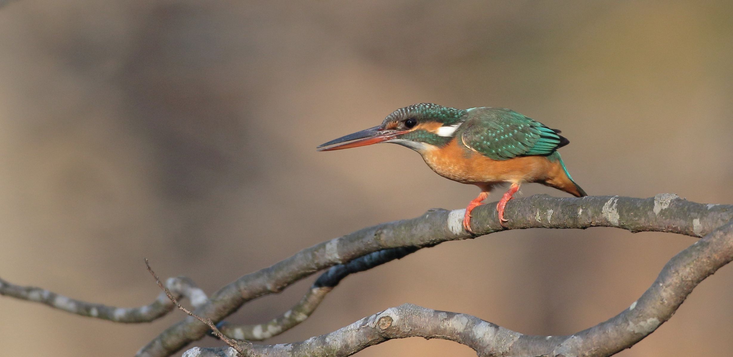 カワセミ681 | GANREF