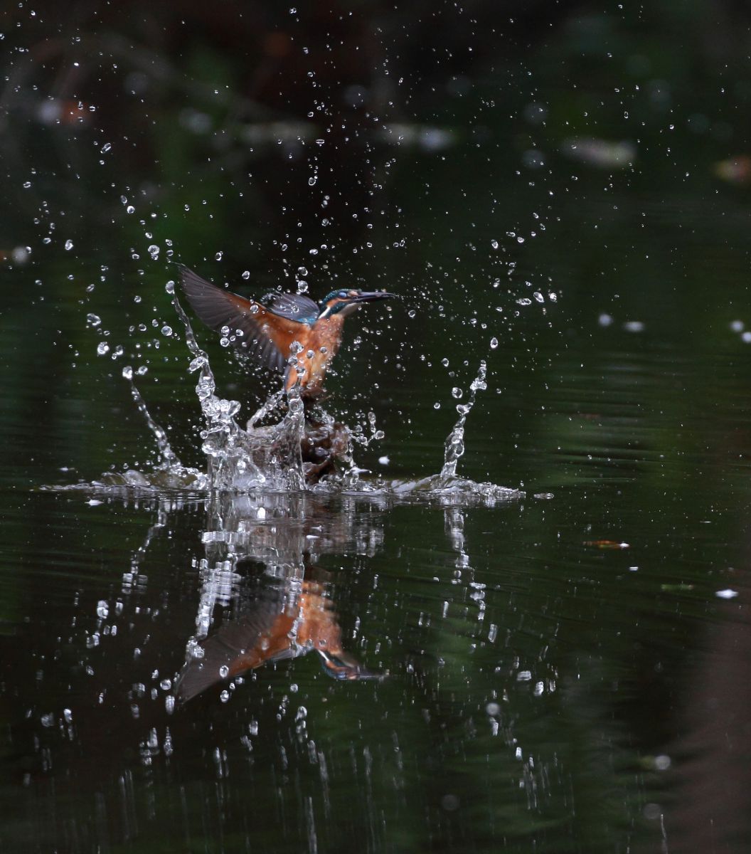 カワセミ366 | GANREF