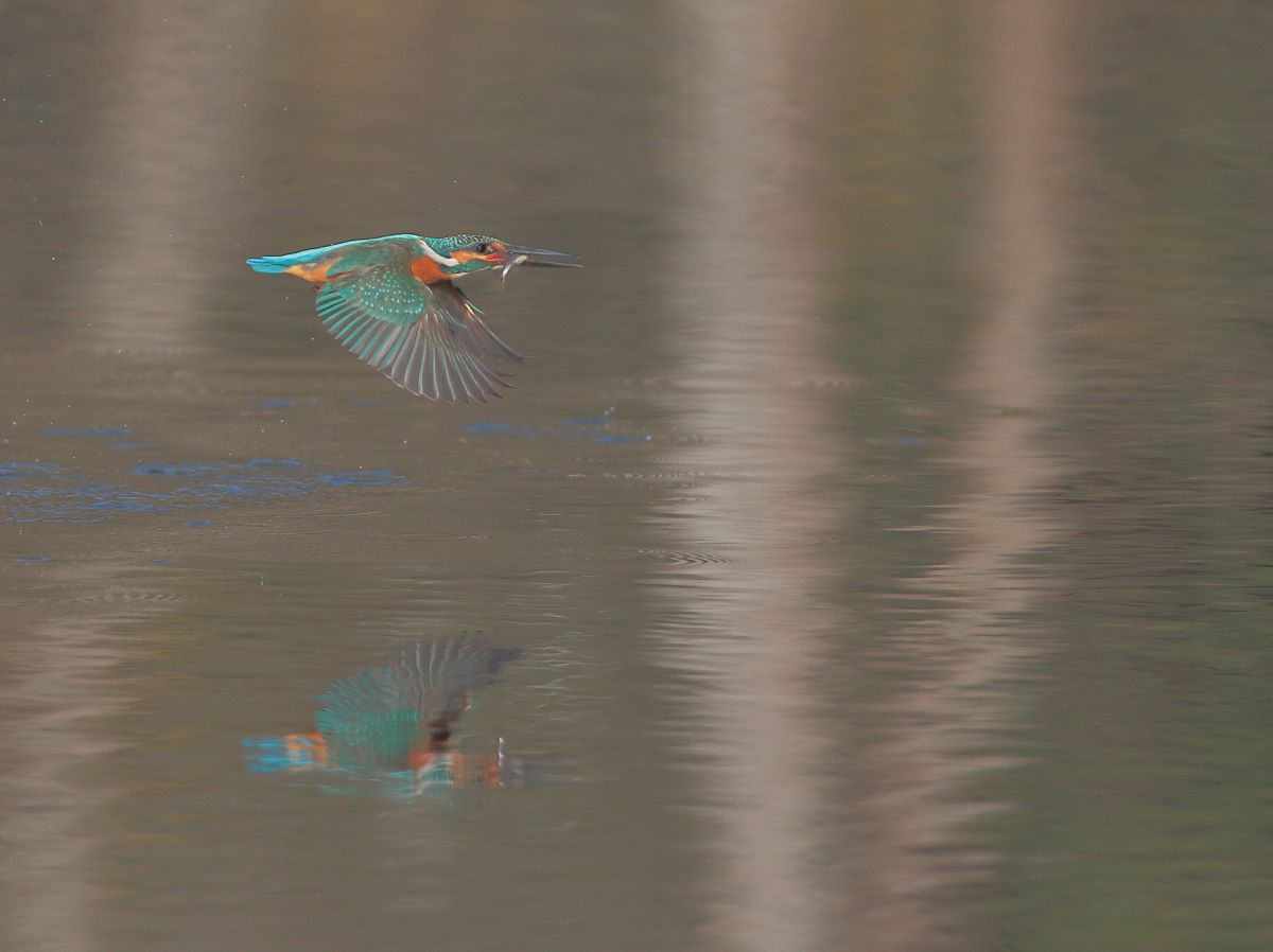 カワセミ897 | GANREF