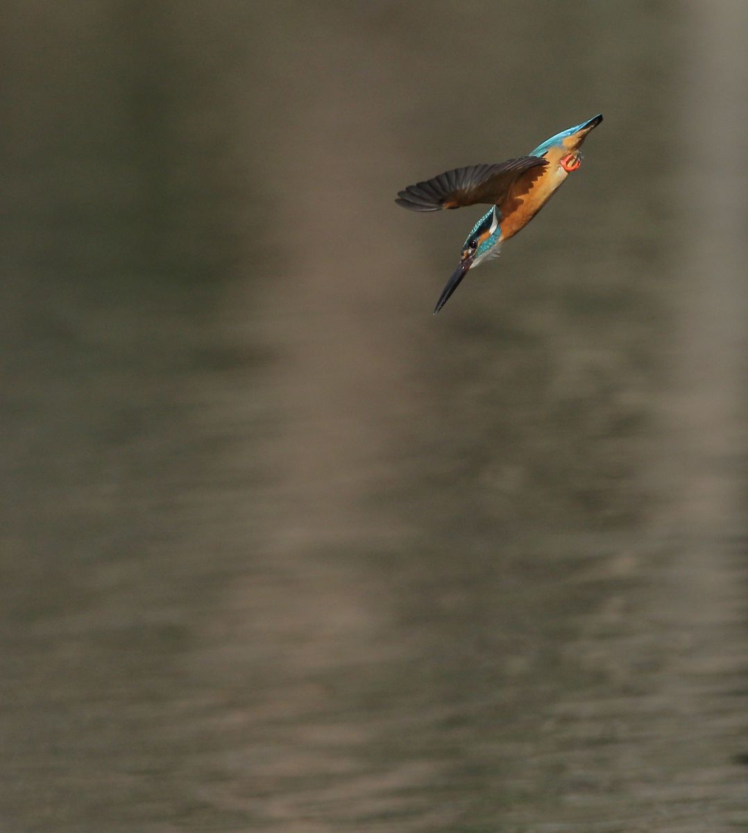 カワセミ579 | GANREF