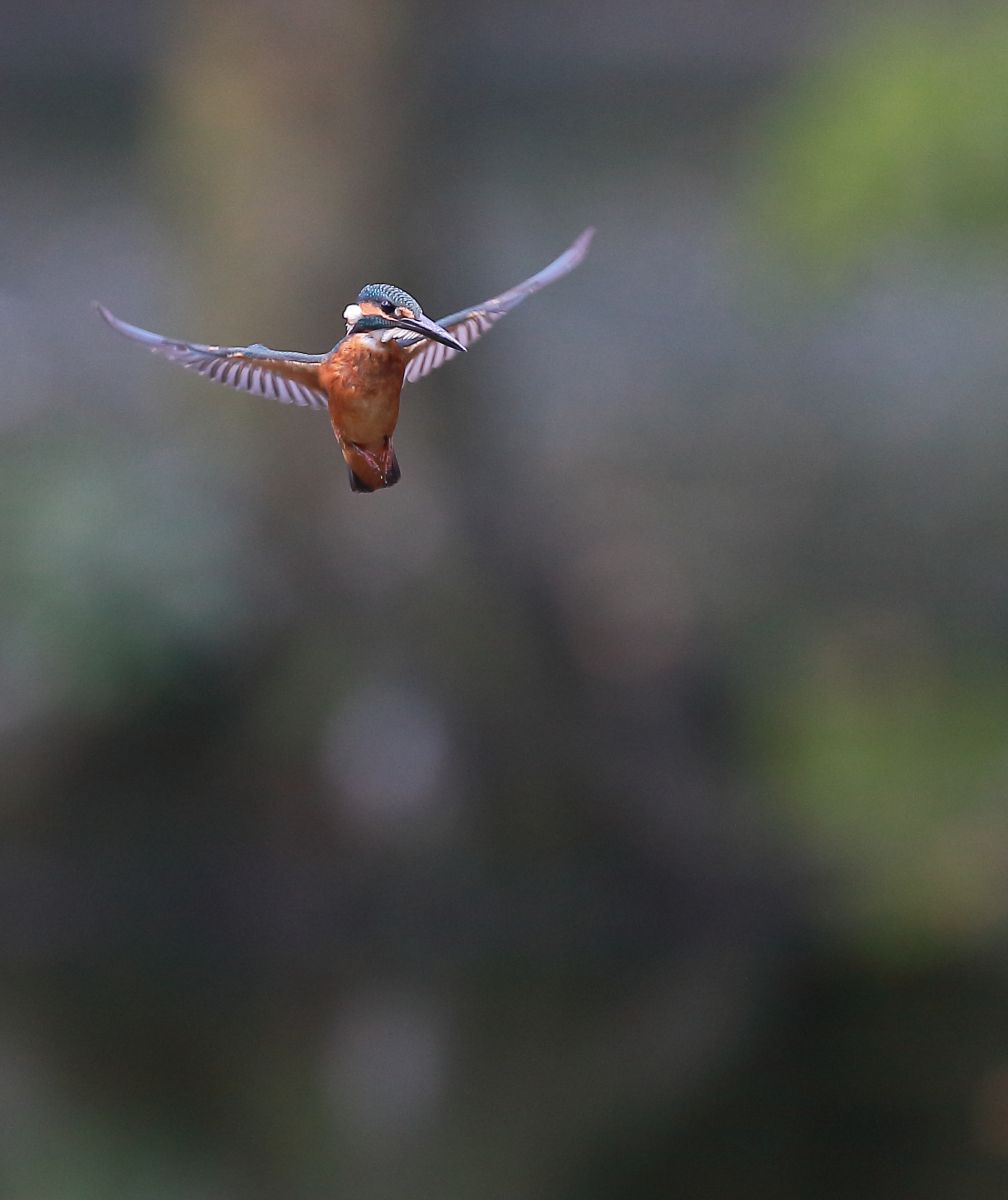 カワセミ200 | GANREF