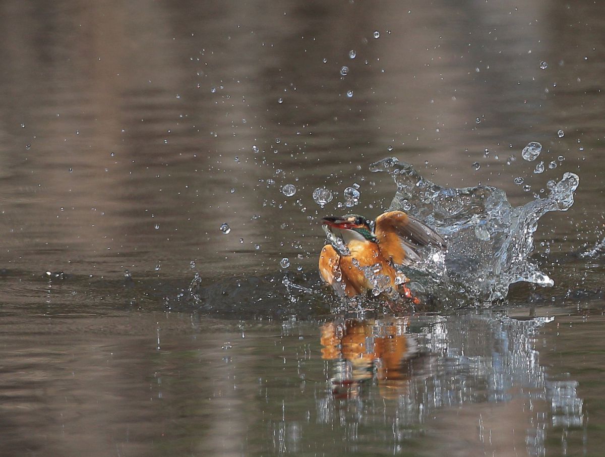 カワセミ672 | GANREF