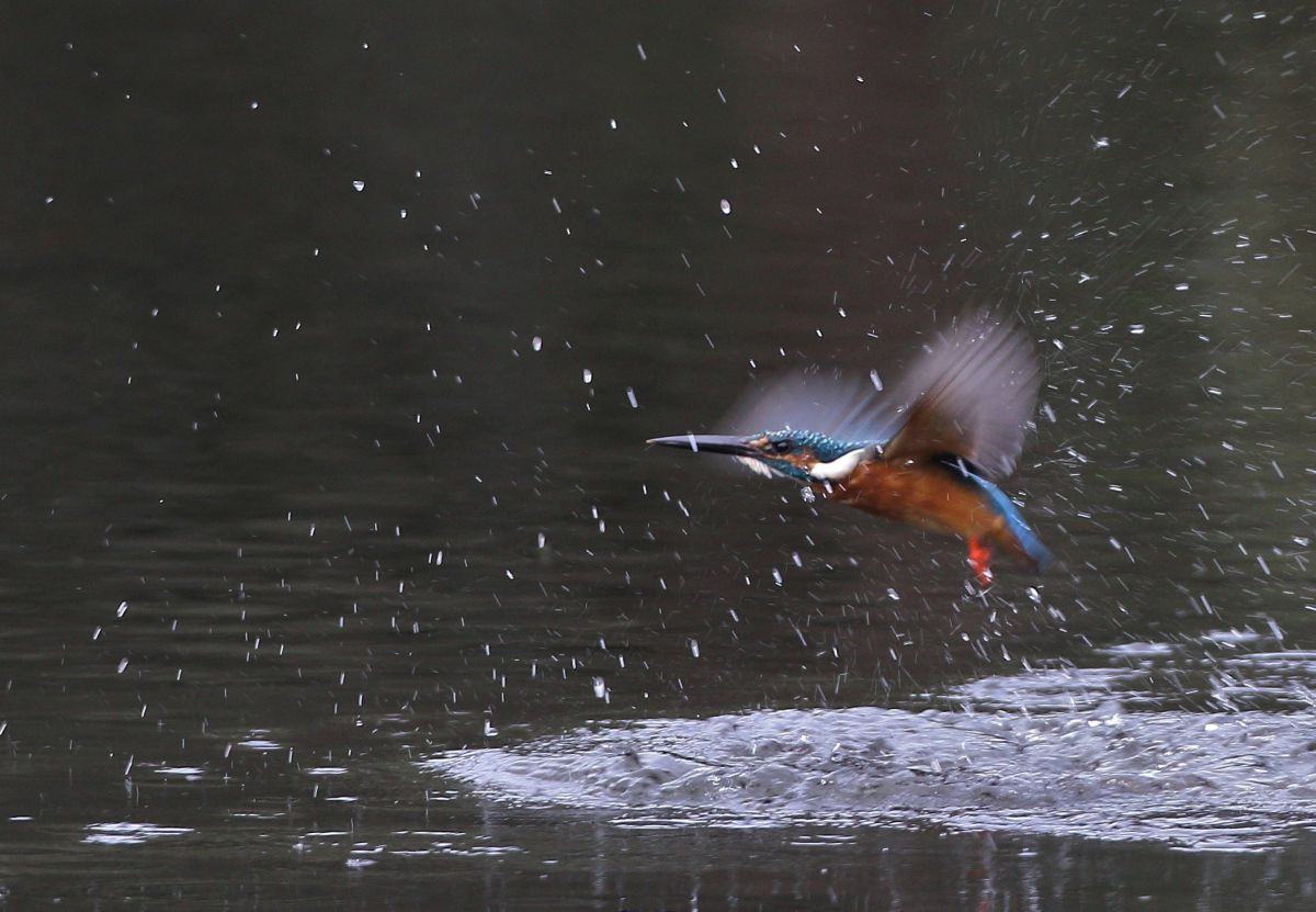 カワセミ478 | GANREF