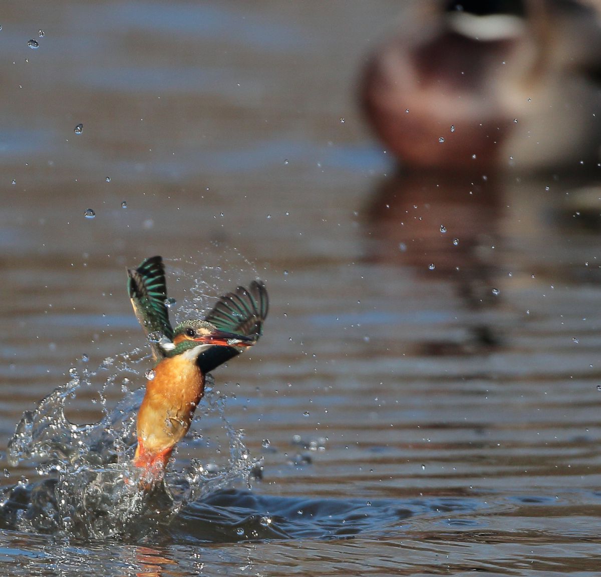 カワセミ618 | GANREF