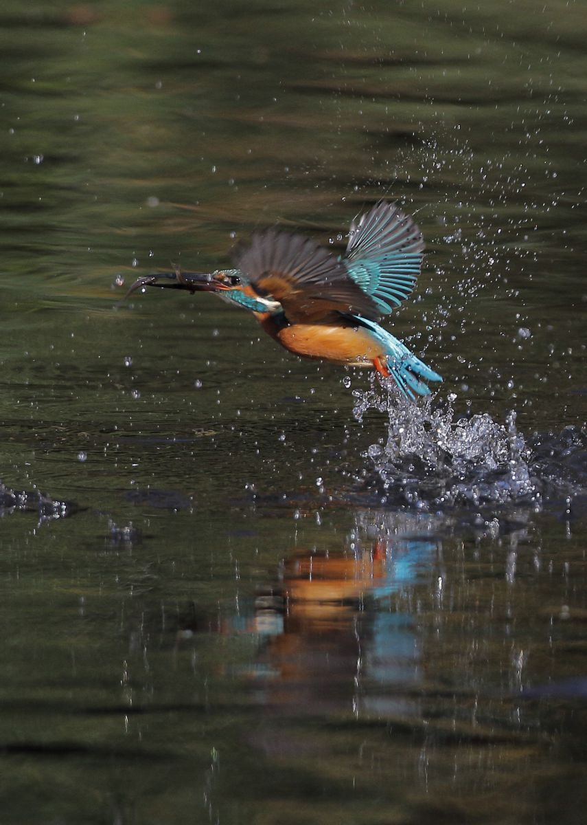 カワセミ521 | GANREF