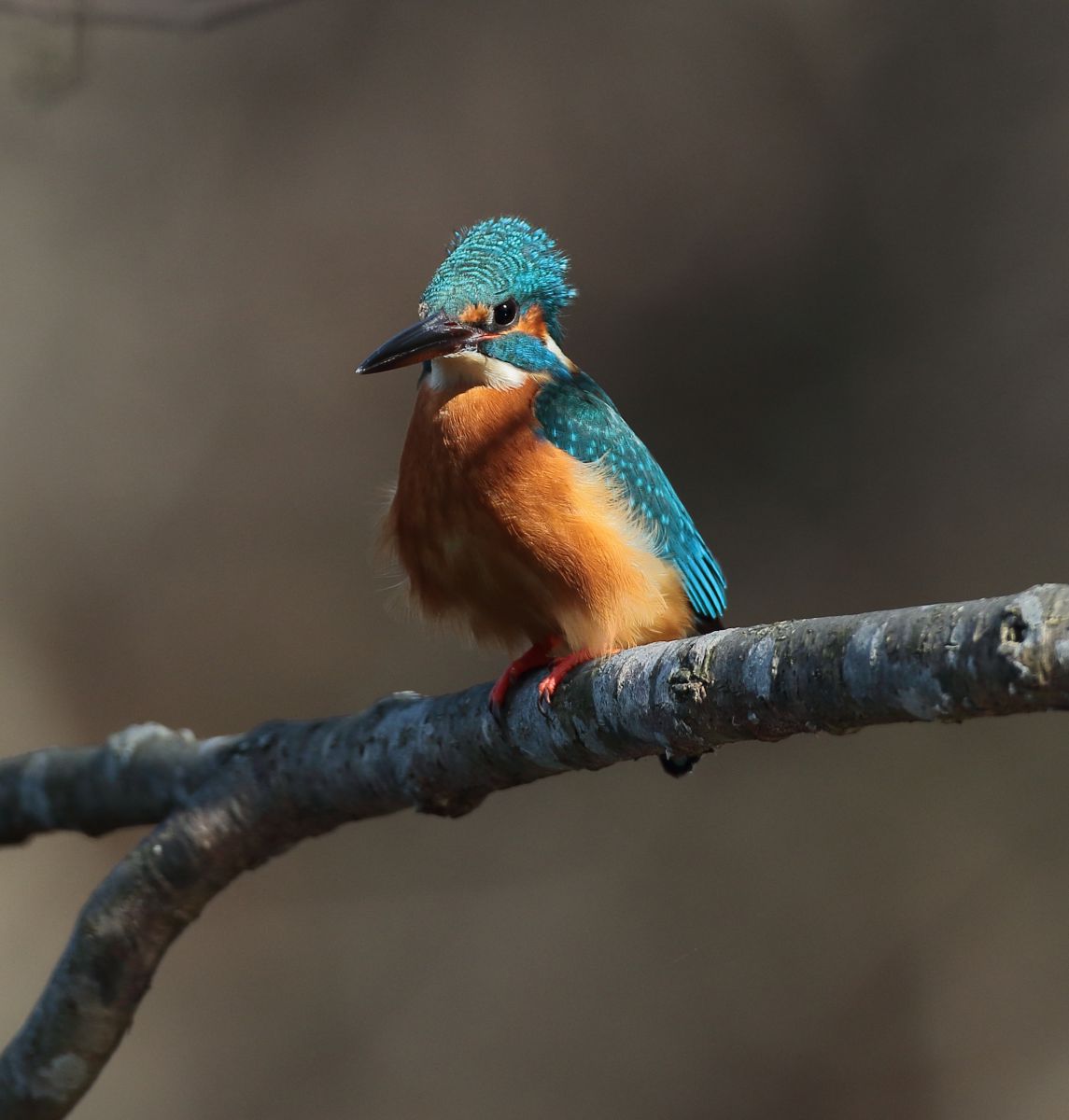 カワセミ271 | GANREF