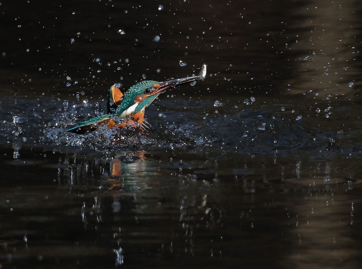 カワセミ296 | GANREF