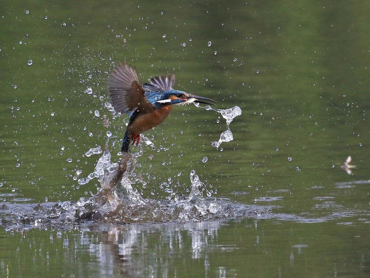 カワセミ119 | GANREF