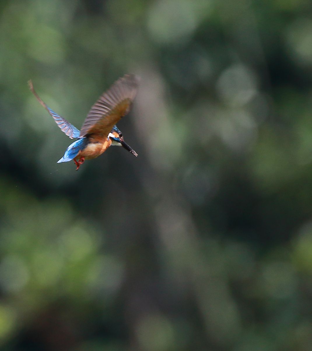 カワセミ787 | GANREF