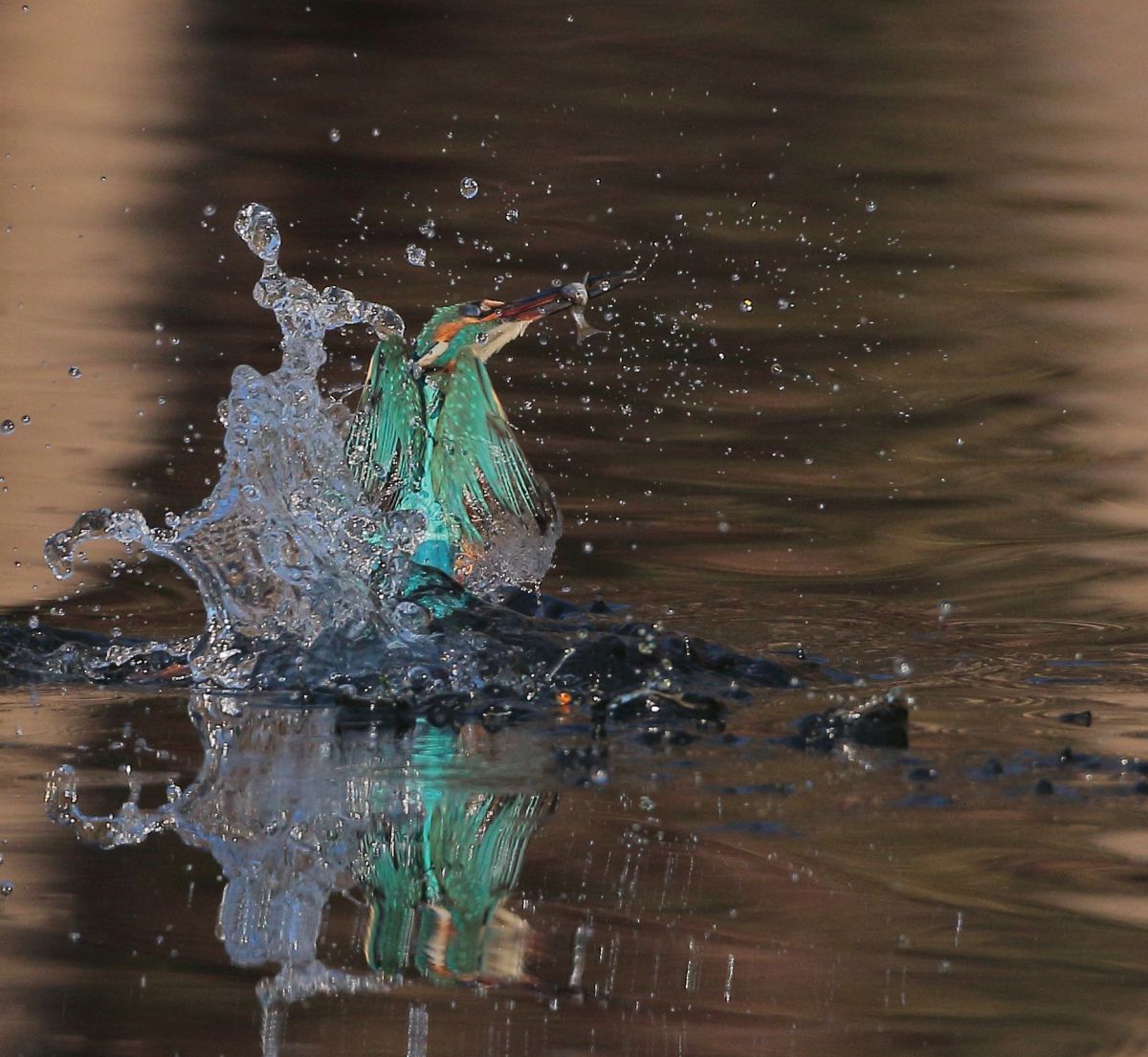 カワセミ577 | GANREF